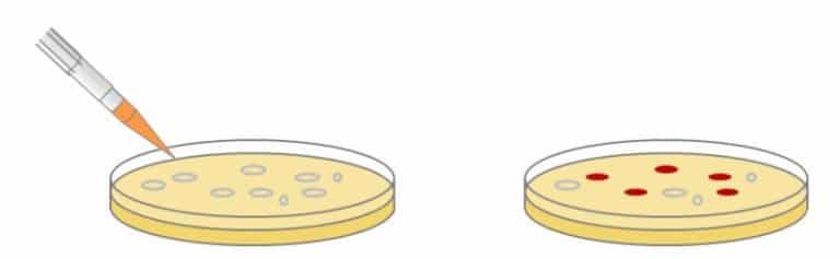 Mycoplasma Detection Kit | Helier Scientific ltd